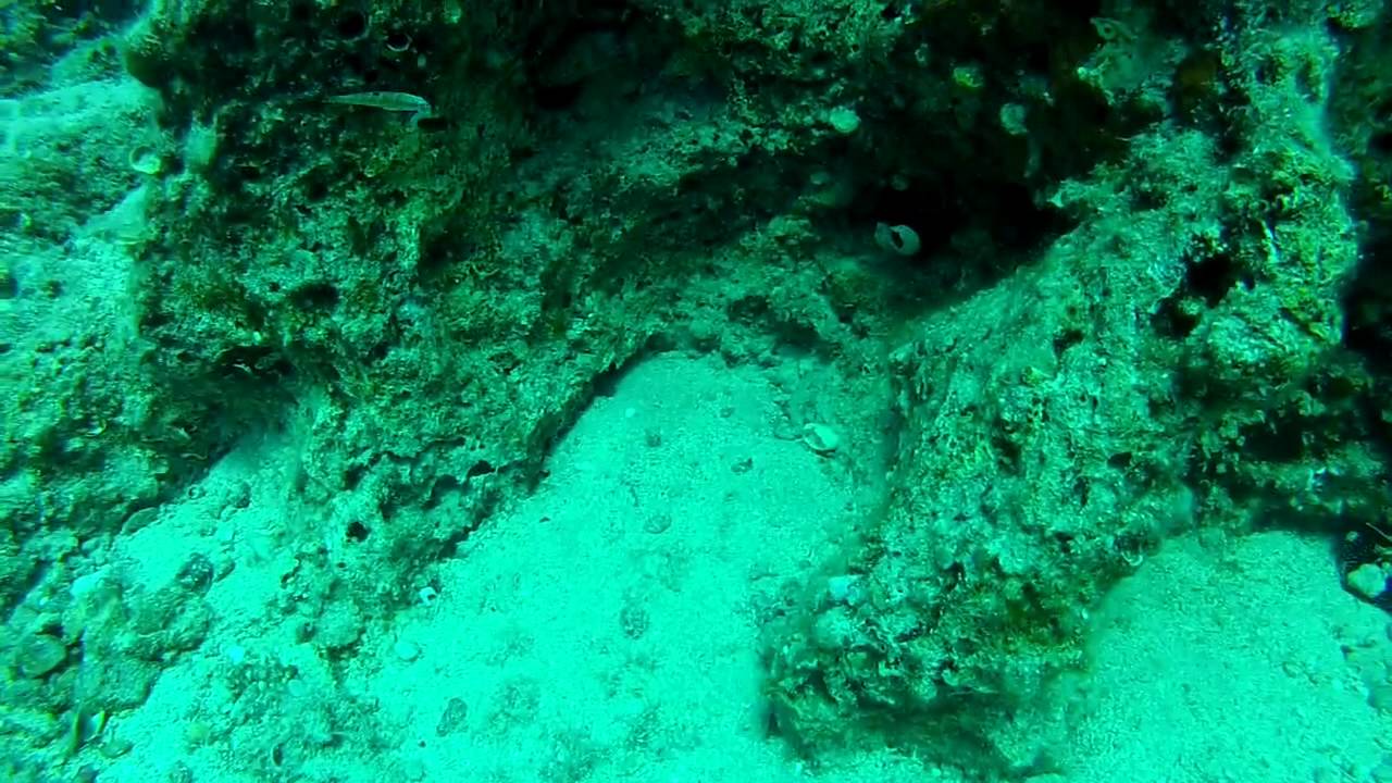 Short encounter with Moray Eel - YouTube