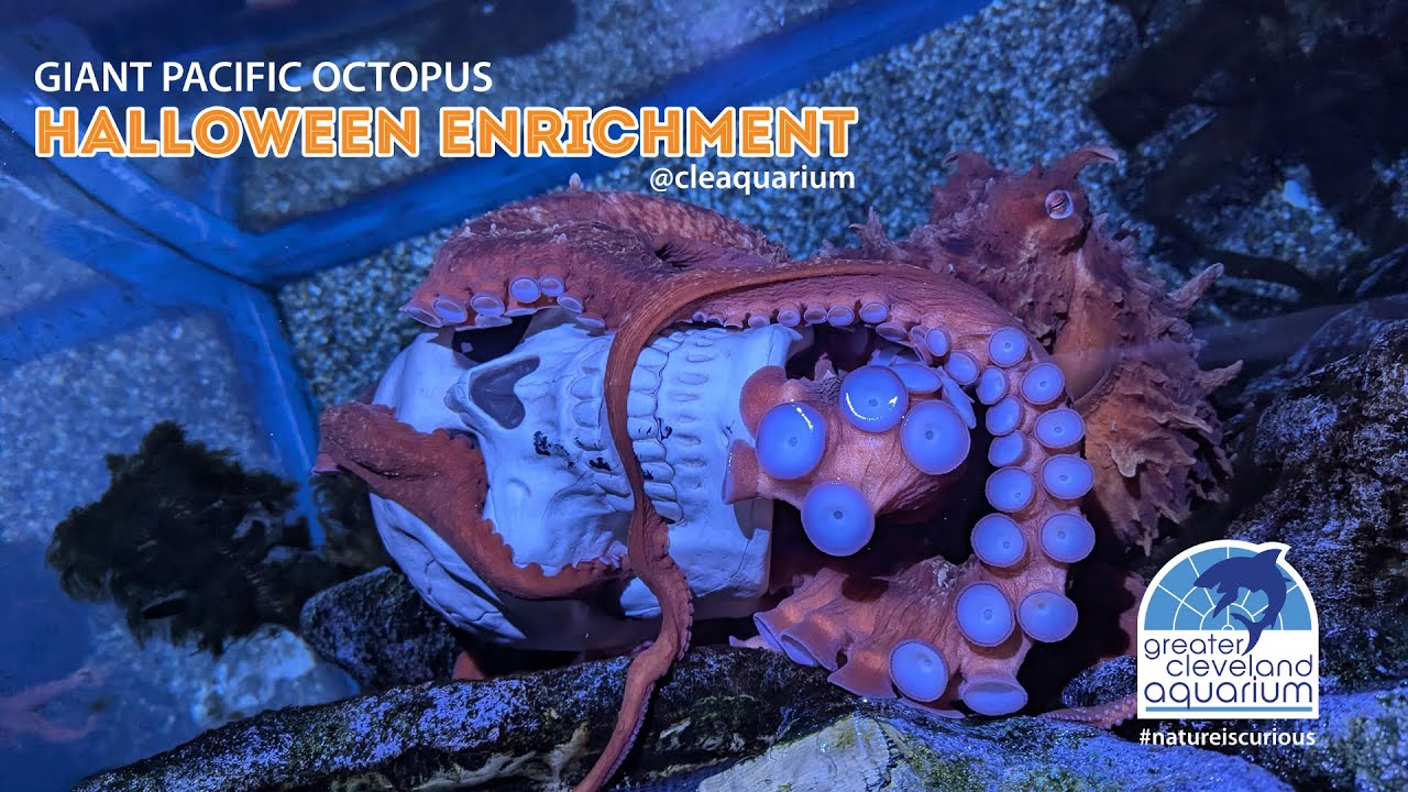 Halloween Enrichment for a Giant Pacific Octopus @cleaquarium - YouTube
