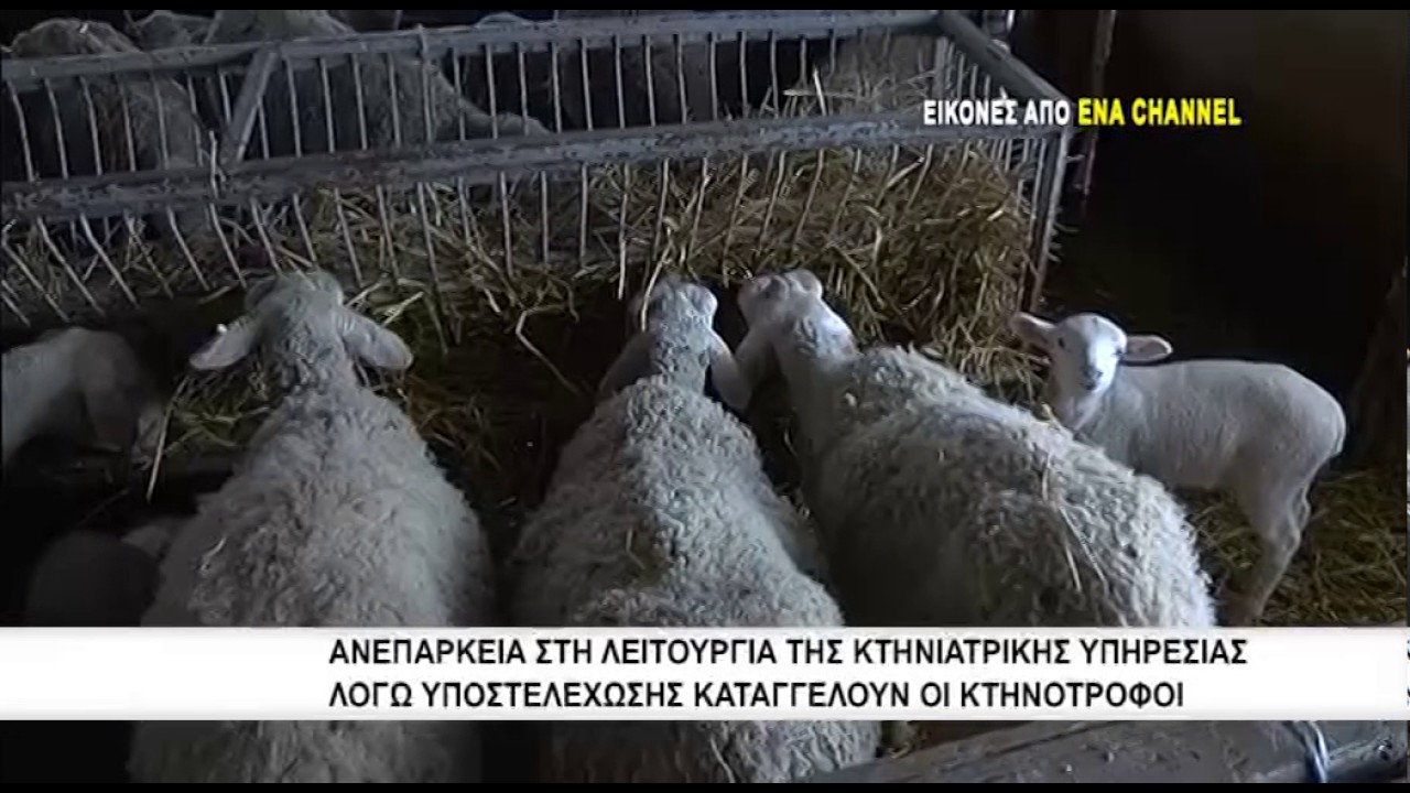Υποστελεχωμένη η Κτηνιατρική Υπηρεσία Καβάλας - YouTube