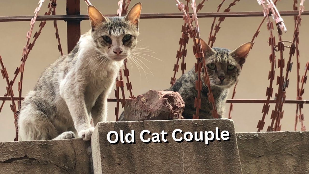 Very old cat couple with their kittens - YouTube