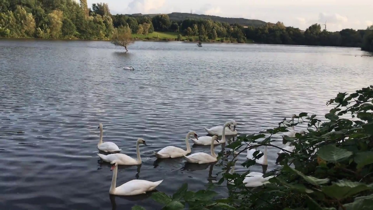 Fendrod Lake in | Swansea | حديقه فينرود في | سوانزي - YouTube