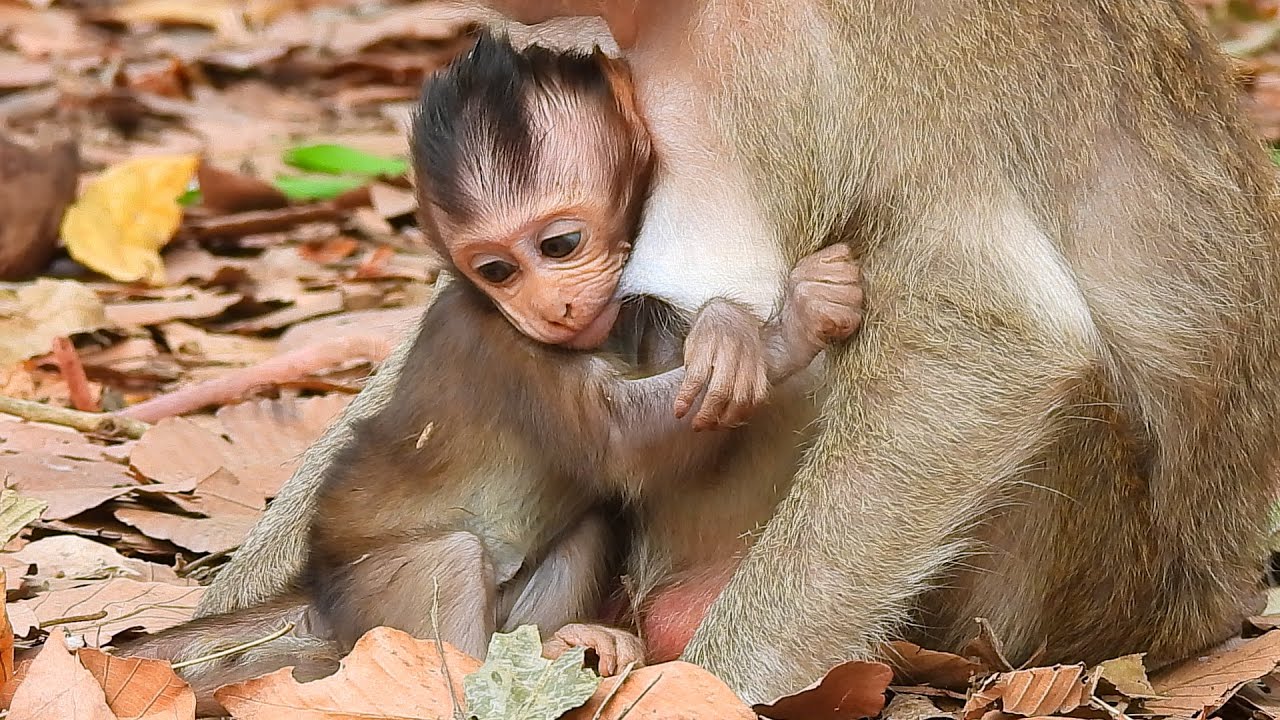 CUTEST LITTLE DALIA SO ADORABLE TRY PULL MILK DRINK FAST NOT WAIT ...