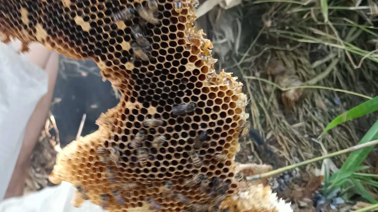 Dugos sa Ligwan | Puhag | Honey Bee Masarap Fresh na Fresh - YouTube