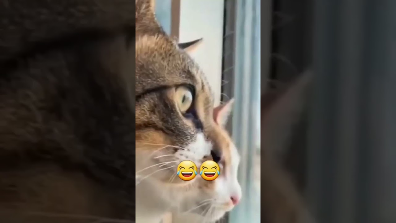 briga de gatos violentos - YouTube