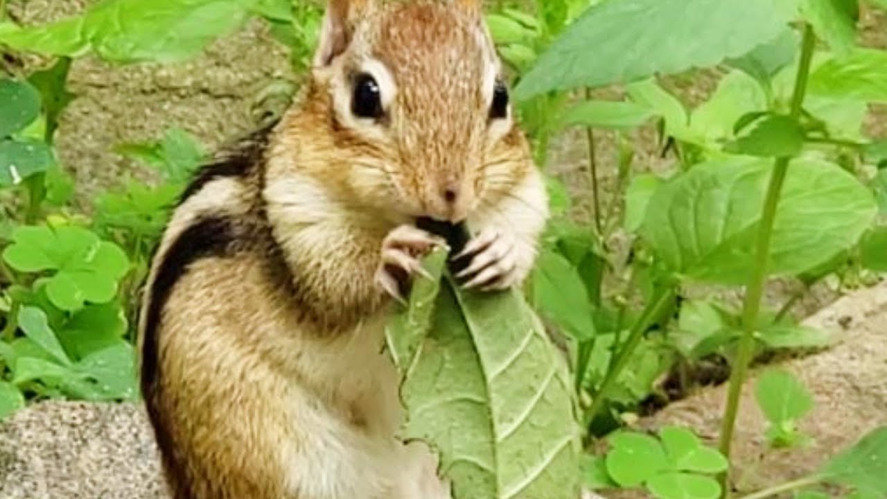 임신 후 세상 모든 영양분을 섭취하는 다람쥐 주니 Pregnant Chipmunk Joony Eats Everything She ...