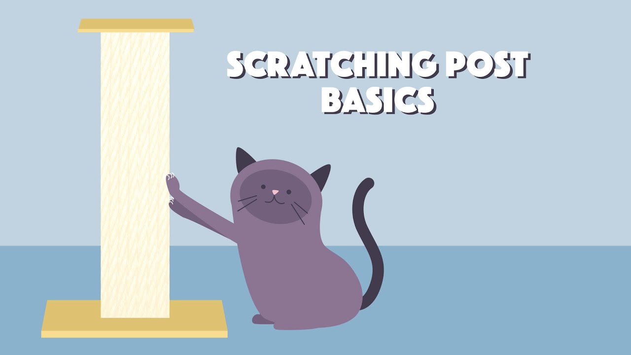 Top Tips to Get Your Cat to Use a Scratching Post - YouTube