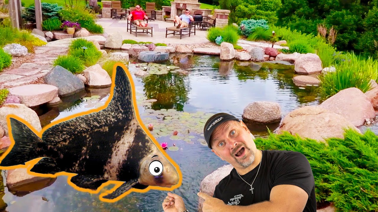 EPIC *RECREATION POND* with High-Fin Sharks - YouTube
