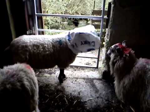 Sheep with bag on head!! - YouTube