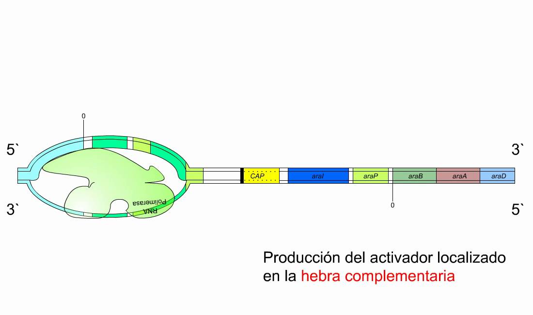 Modelo del operón de L-arabinosa - YouTube