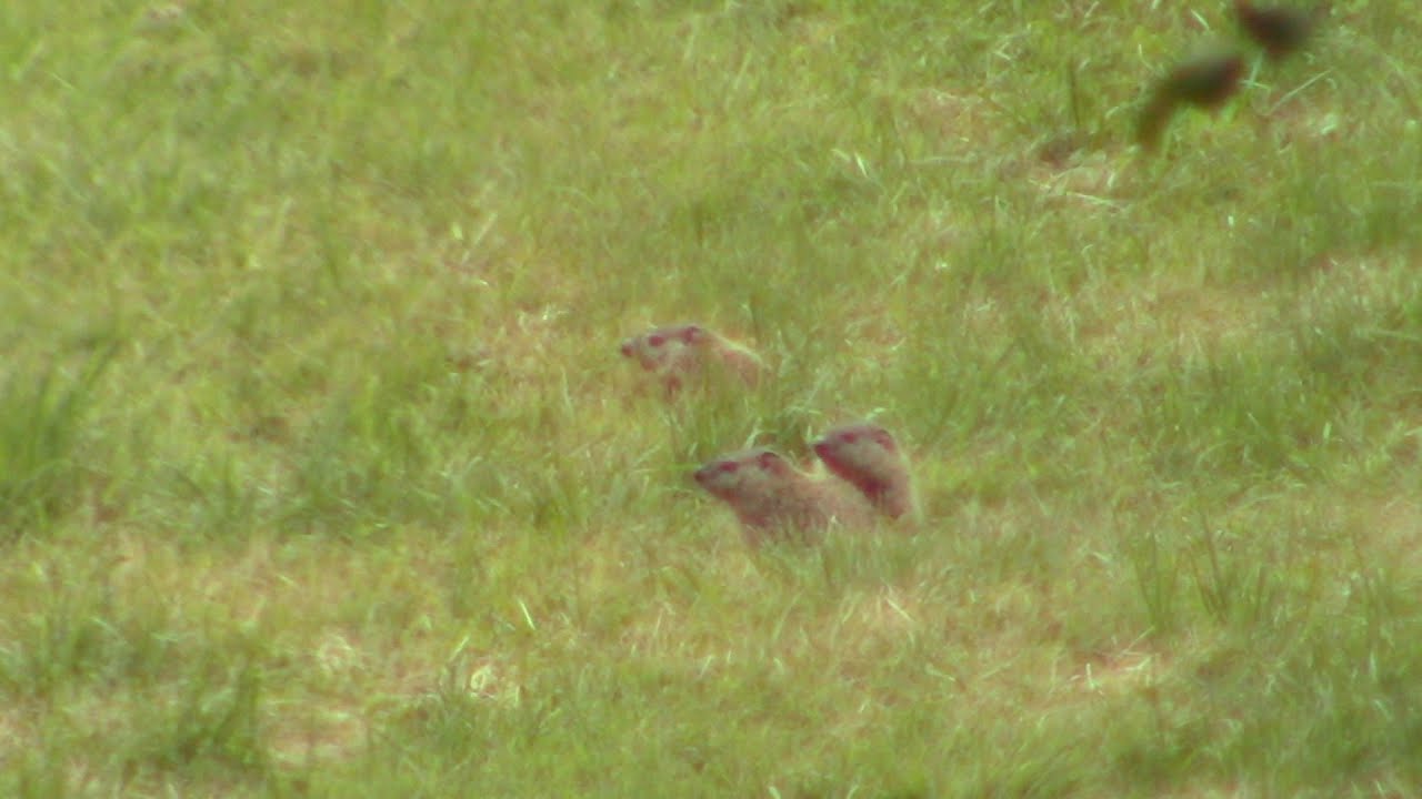 Groundhog Hunting Part 2 May 31st Best Hunt this year - YouTube