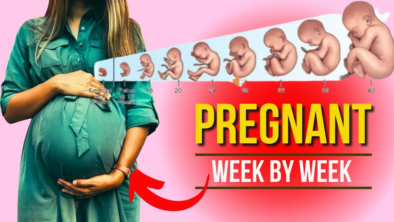 Pregnancy Week By Week Fetal Developments #pregnancy # ...