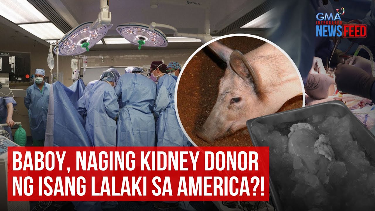 Baboy, naging kidney donor ng isang lalaki sa America?! | GMA ...
