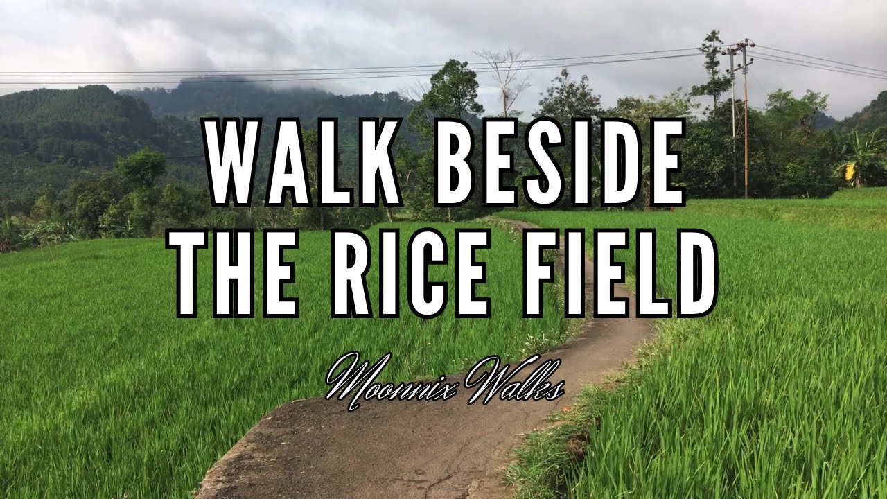Walk Beside The Rice Field - Moonnix Walks - YouTube