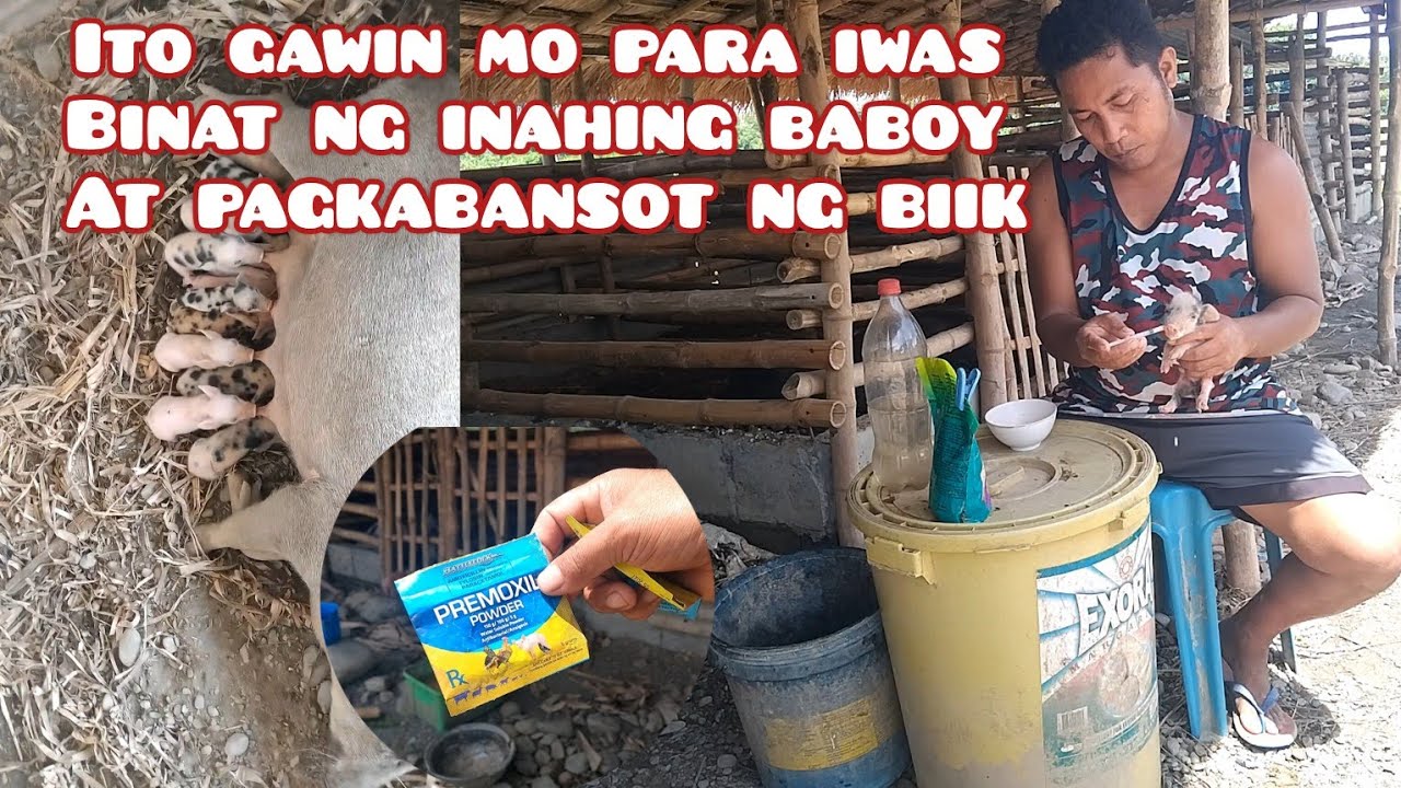 ITO GAWIN MO PARA IWAS BINAT NG INAHING BABOY AT PAGKABANSOT NG BIIK ...