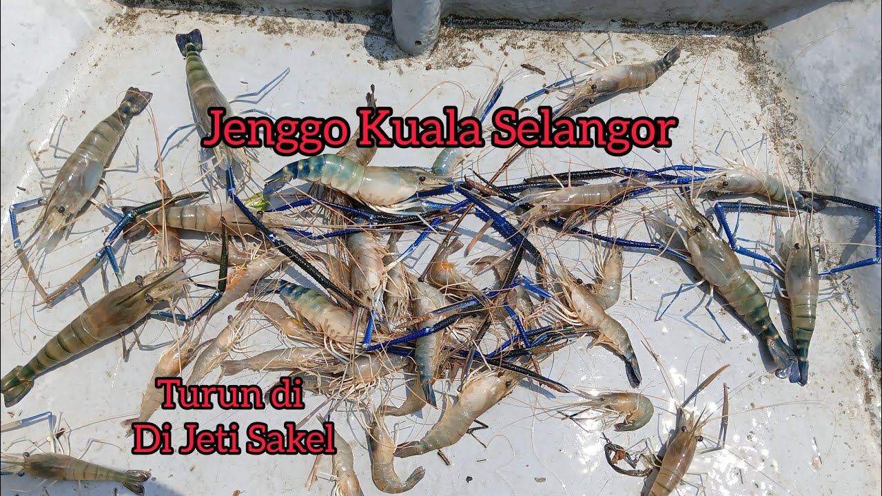 MANCING UDANG GALAH DI KUALA SELANGOR - YouTube