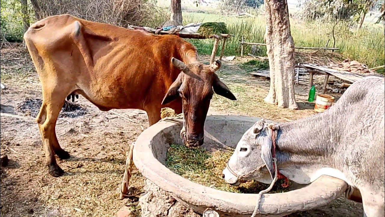 Cute Cows Start Their Day with a Delicious Farm Feast - YouTube