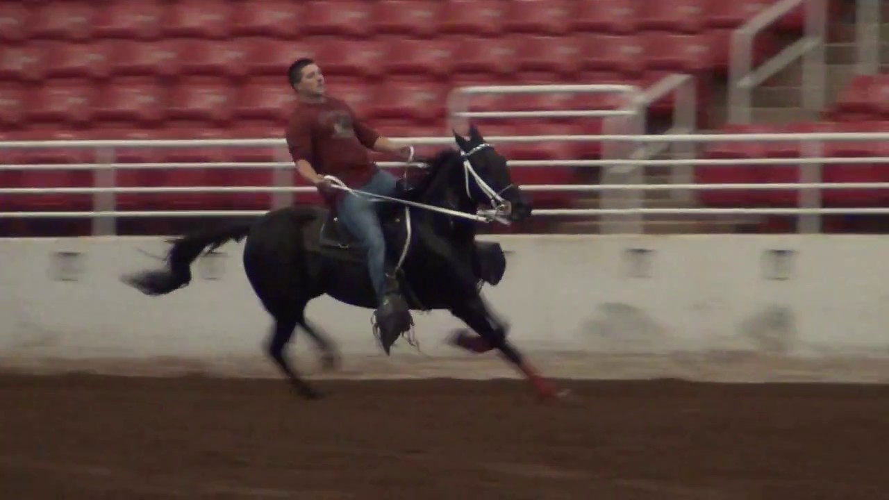 Karen's new black Standardbred Pacing Mare October 22 2016 - YouTube