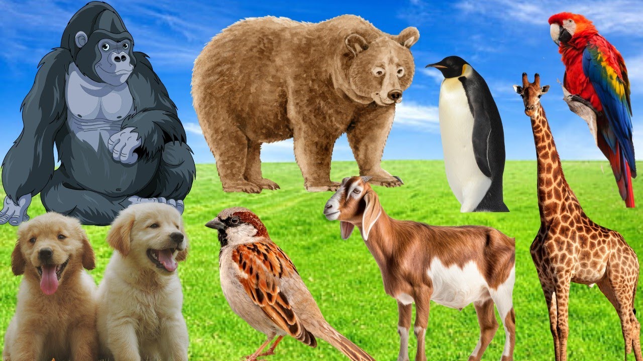 Natural Lives of Animals - Chicken, Tiger, Chameleon, Cow, Horse, Cat ...