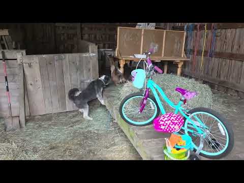 Dolly & Mixie Herd the Goat - YouTube