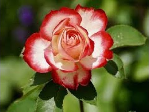For the first time - Rod Stewart - Karaoke - YouTube