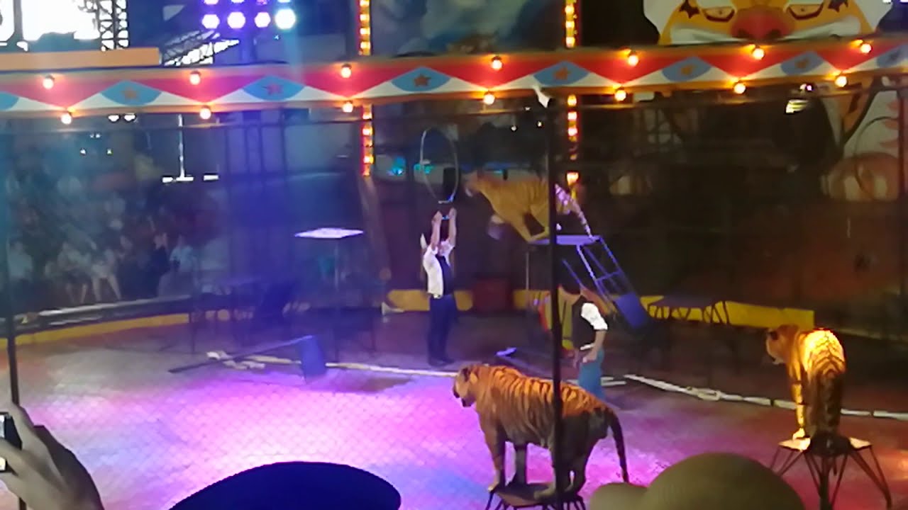 Tiger Show - Bangkok - YouTube
