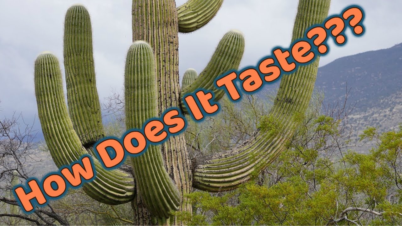 How Does Cactus Taste???? - YouTube