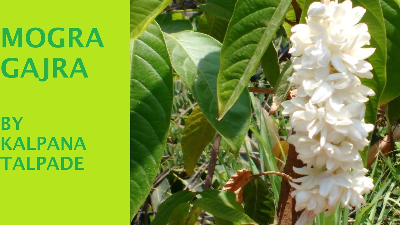 Mogra Gajra / Mogryacha Phirki cha Gajara by Kalpana Talpade - YouTube