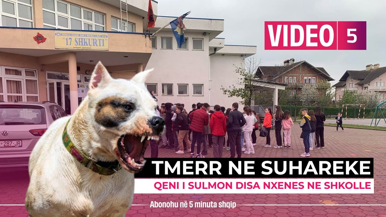 Tmerr në Suharekë, qeni i sulmon disa nxënës në shkollë, policia e vret ...