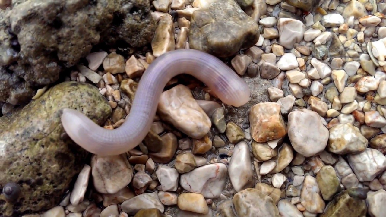 Sipunculus nudus - YouTube