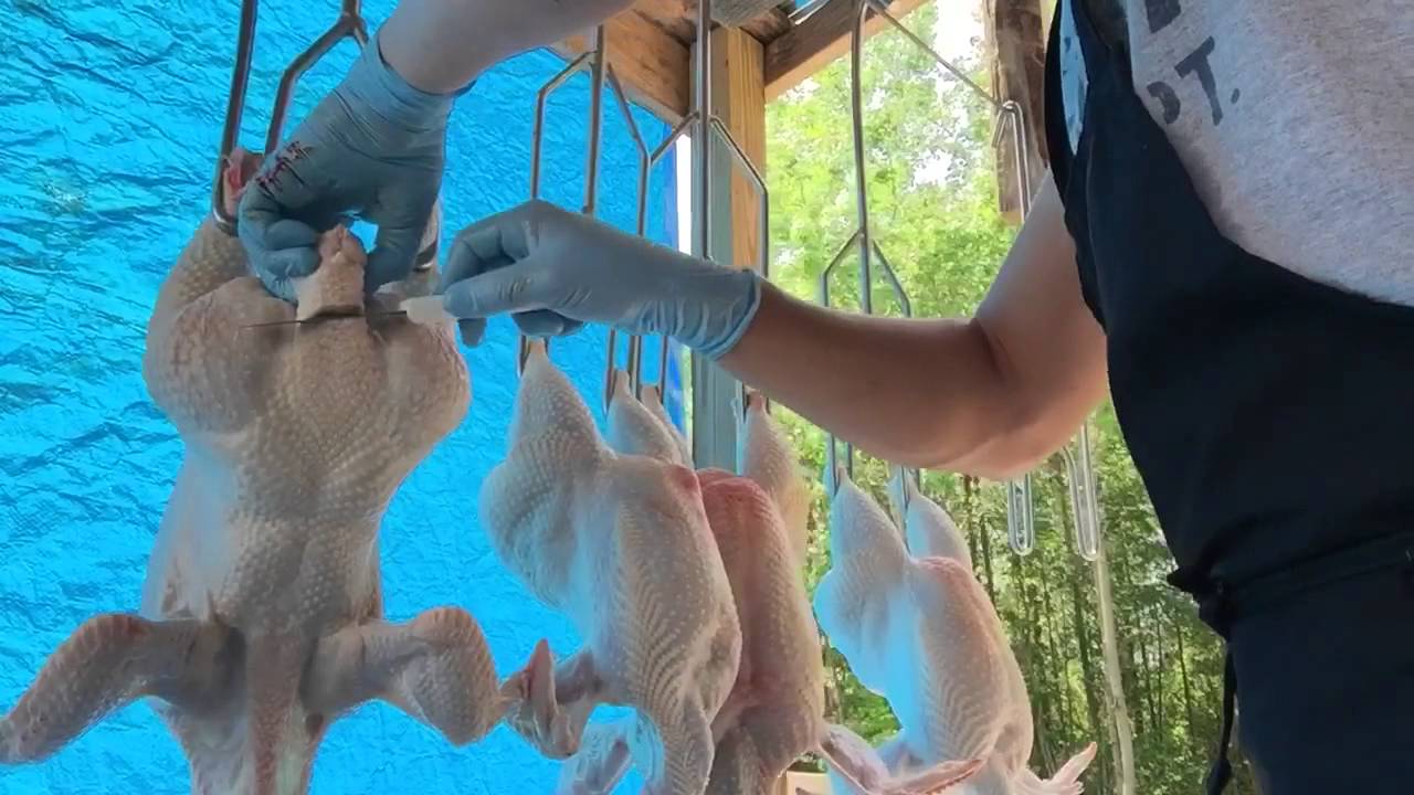 Chicken Processing. How to eviscerate with shackles. - YouTube