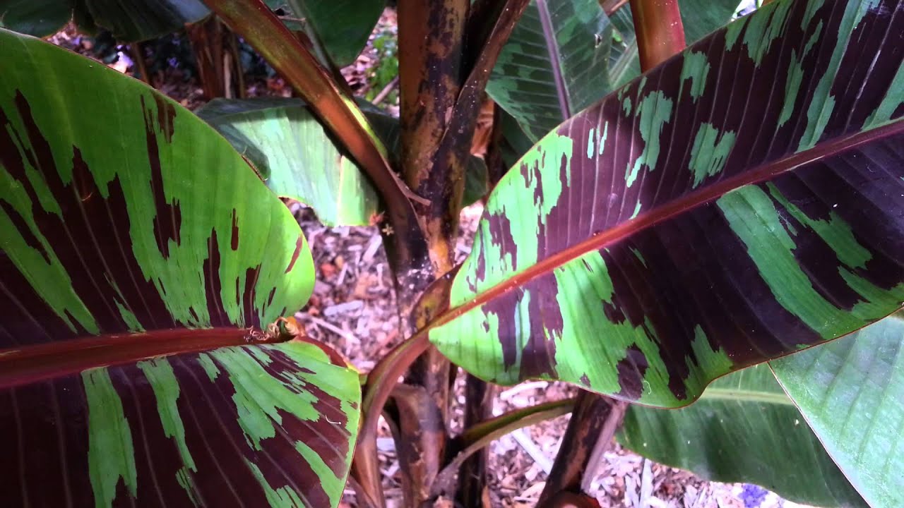 Blood banana - Musa Zebrina Wild Banana tree - red banana tree HD 01 ...
