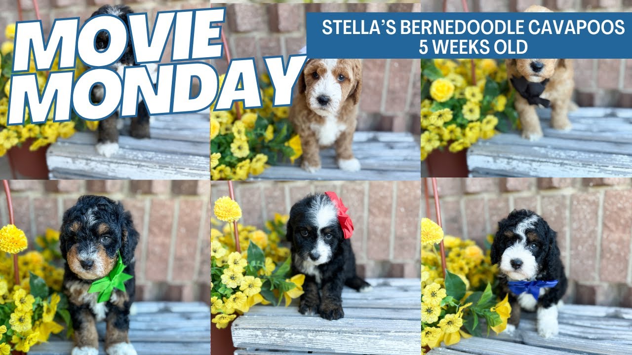 Stella's Cavapoo Bernedoodles 5 weeks - YouTube