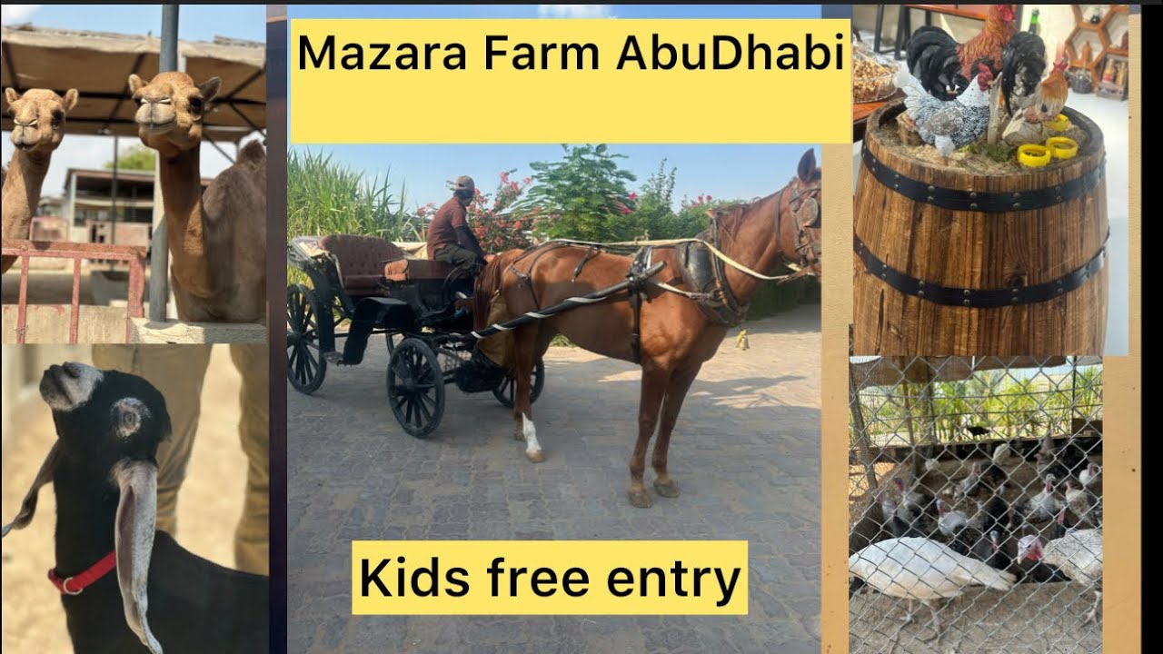 Mazaraa Farm AbuDhabi || Organic farm in AbuDhabi || kids friendly ...