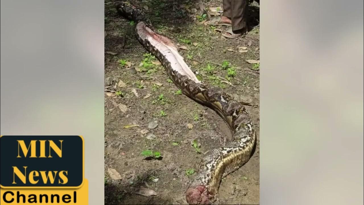 Missing Indonesian grandmother eaten alive by 22 foot python - YouTube