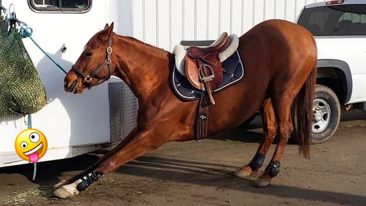 Best funniest horses of the week - Funny And Cute horses Video ...
