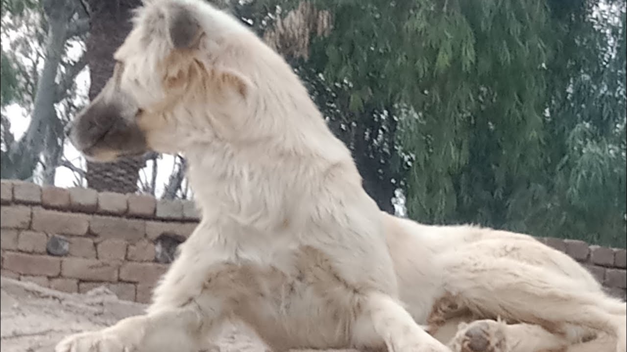 Dog sitting in Village 😁😦 and in early Morning 😯🌄 | Village Animals ...