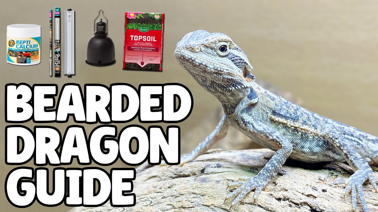 Bearded Dragon Care Guide - Quick Beginners Guide - YouTube