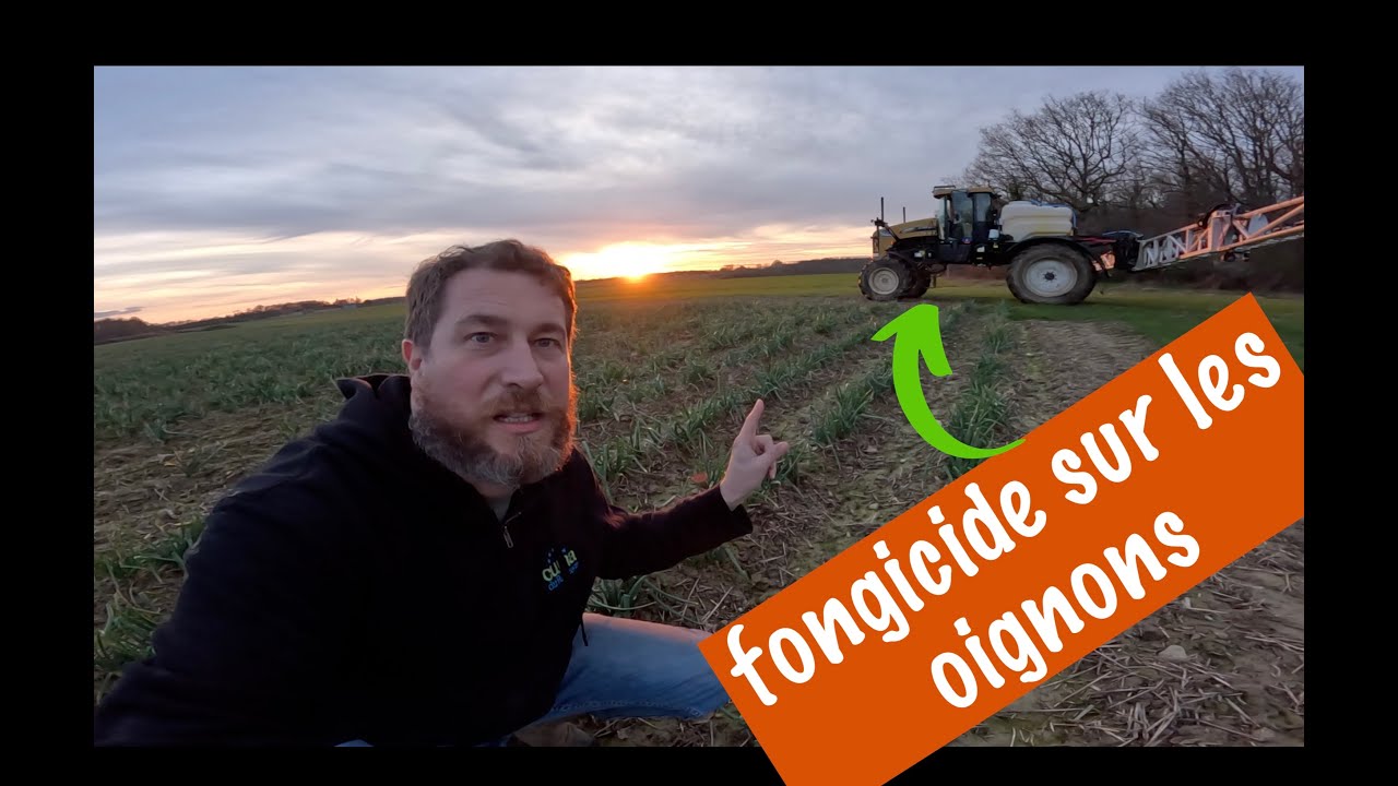Mildiou : pourquoi un fongicide sur les oignons ? - YouTube