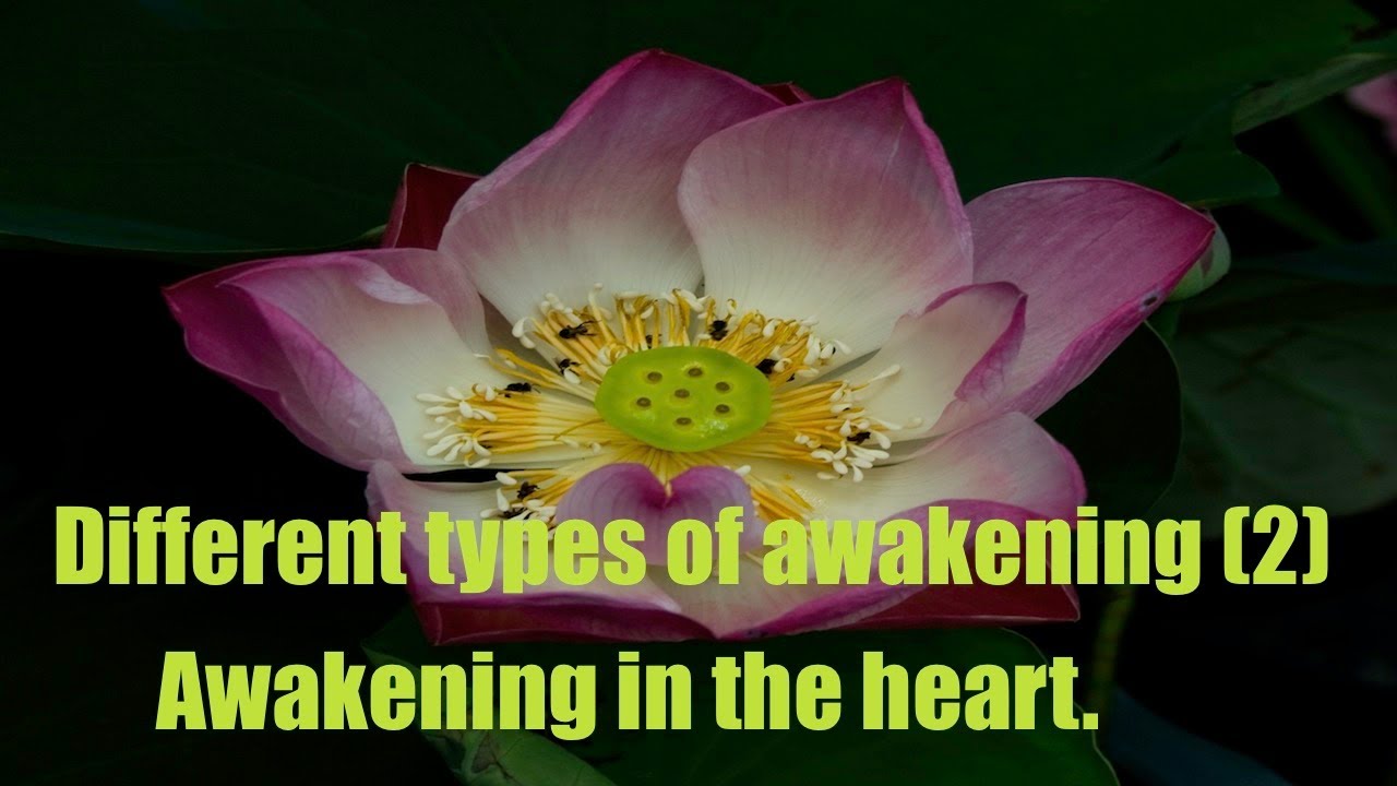 Awakening The Heart Different types Of Awakening 2 YouTube awakening-the-heart-different-types-of-awakening-2-youtube