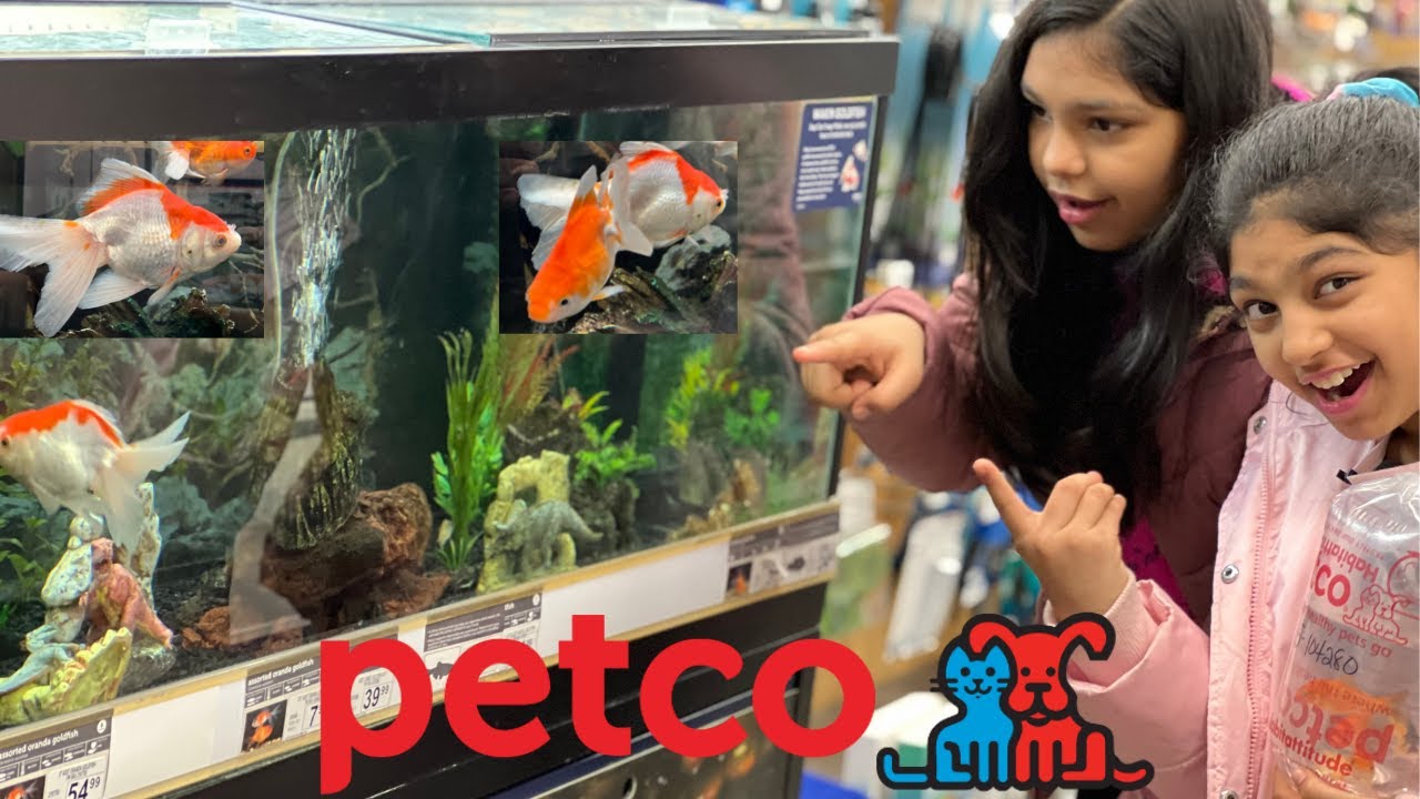 Getting 5 fish shopping at Petco - YouTube