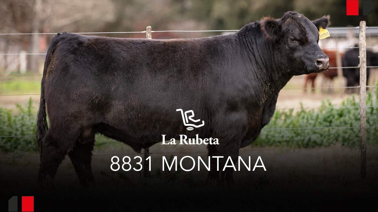 Remate La Rubeta 2024, Rp 8831 - YouTube