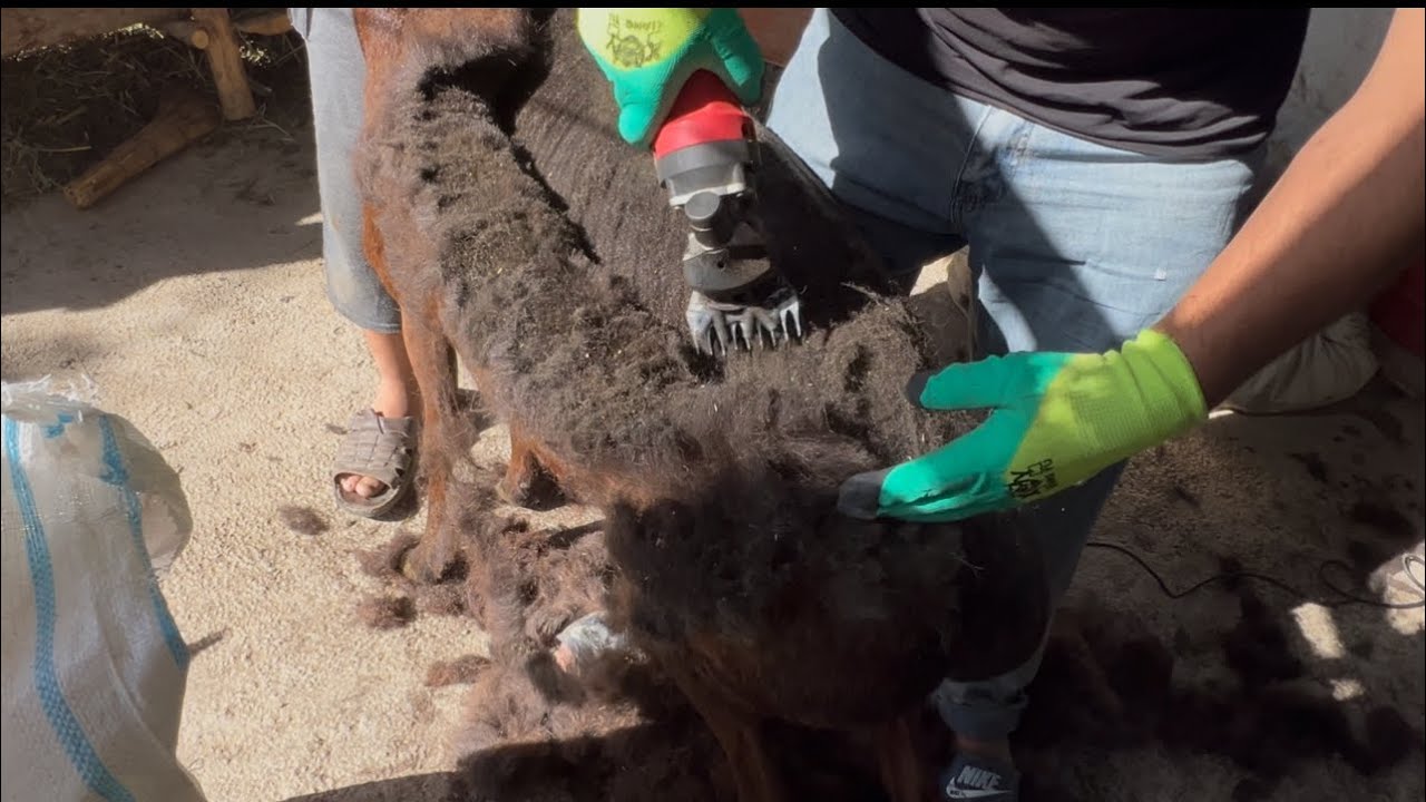sheep wool harvesting process - YouTube