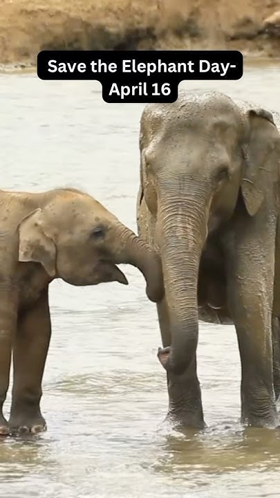 Save The Elephant Day-April 16🐘#daily #april16 #elephant - YouTube