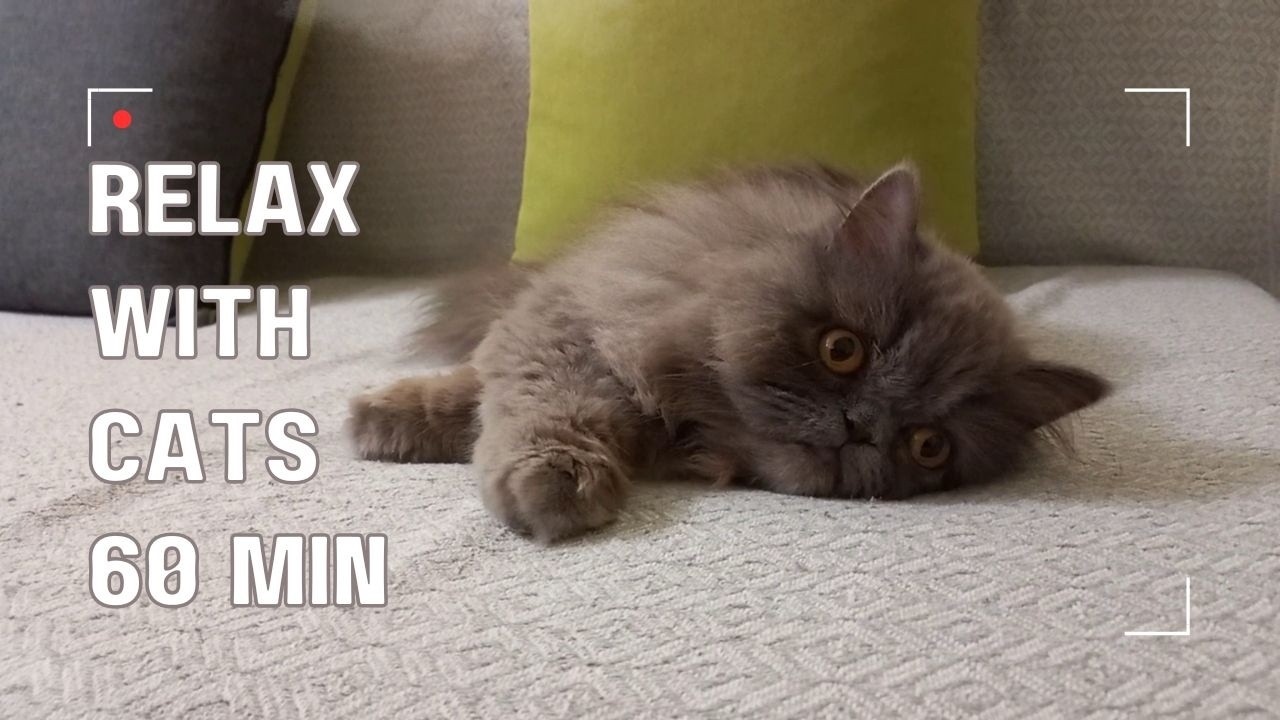 Relax with Cats - 60 Min Calm Cat Moments and Relaxing Music - YouTube