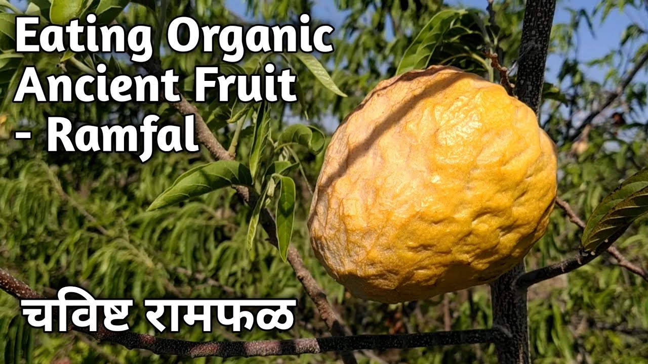 Best Organic Fruit - RAMFAL । चविष्ट रामफळ । गावाकडच्या गोष्टी । मराठी ...