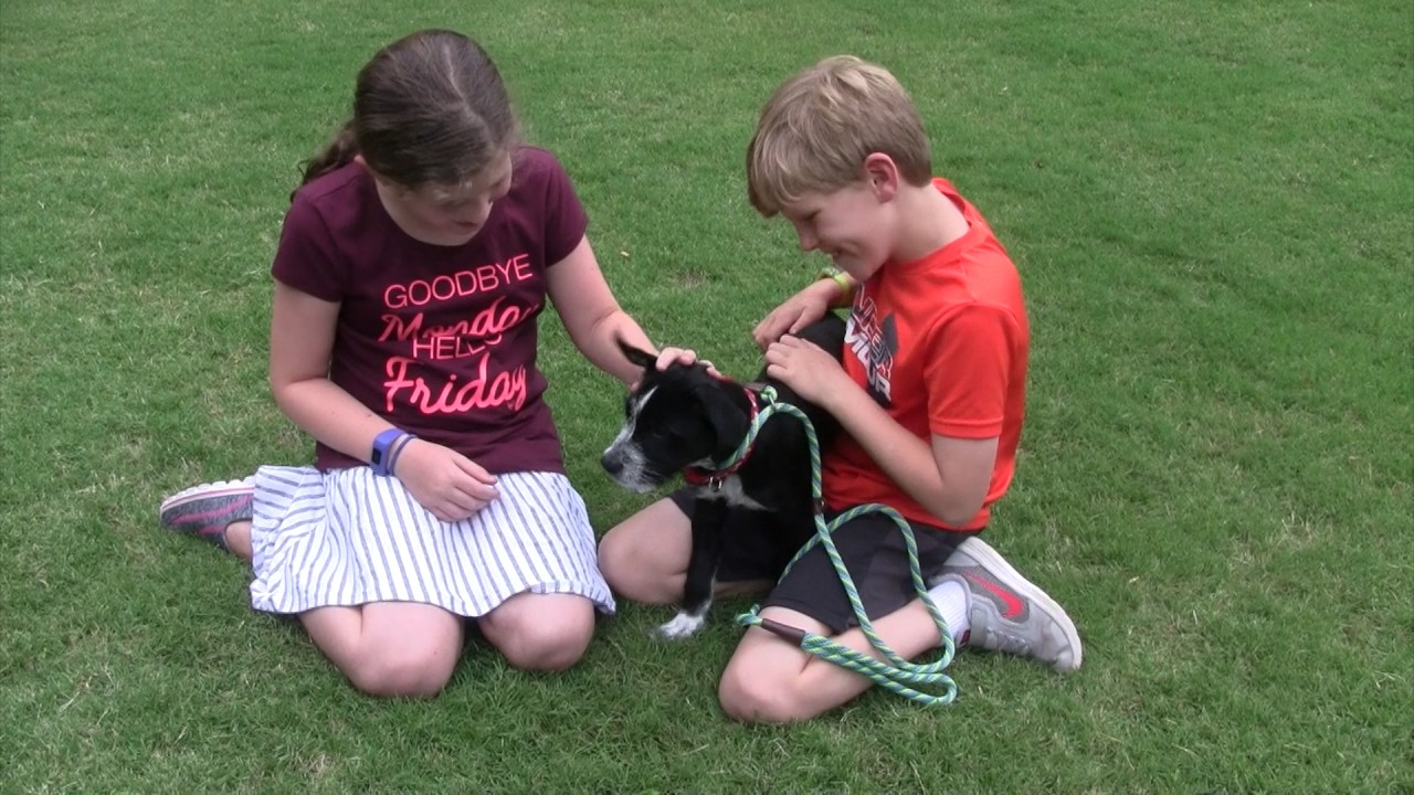 You Lucky Dog Rescue: Kael - YouTube