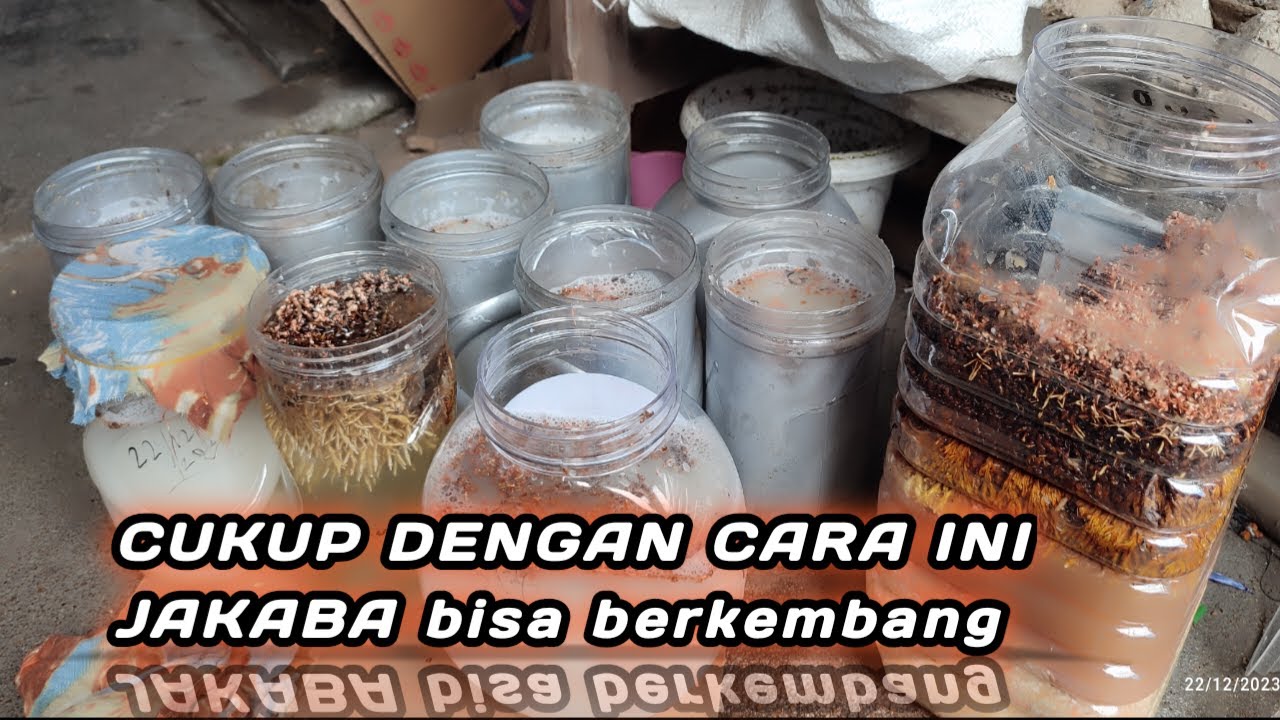 Jamur JAKABA || jakaba super || Jika Mengikuti cara ini InsyaAlloh ...