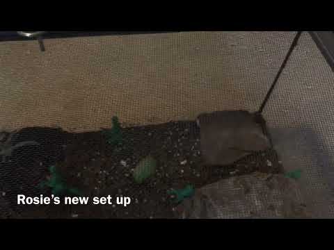 New Terrarium Set Up for my Tarantula