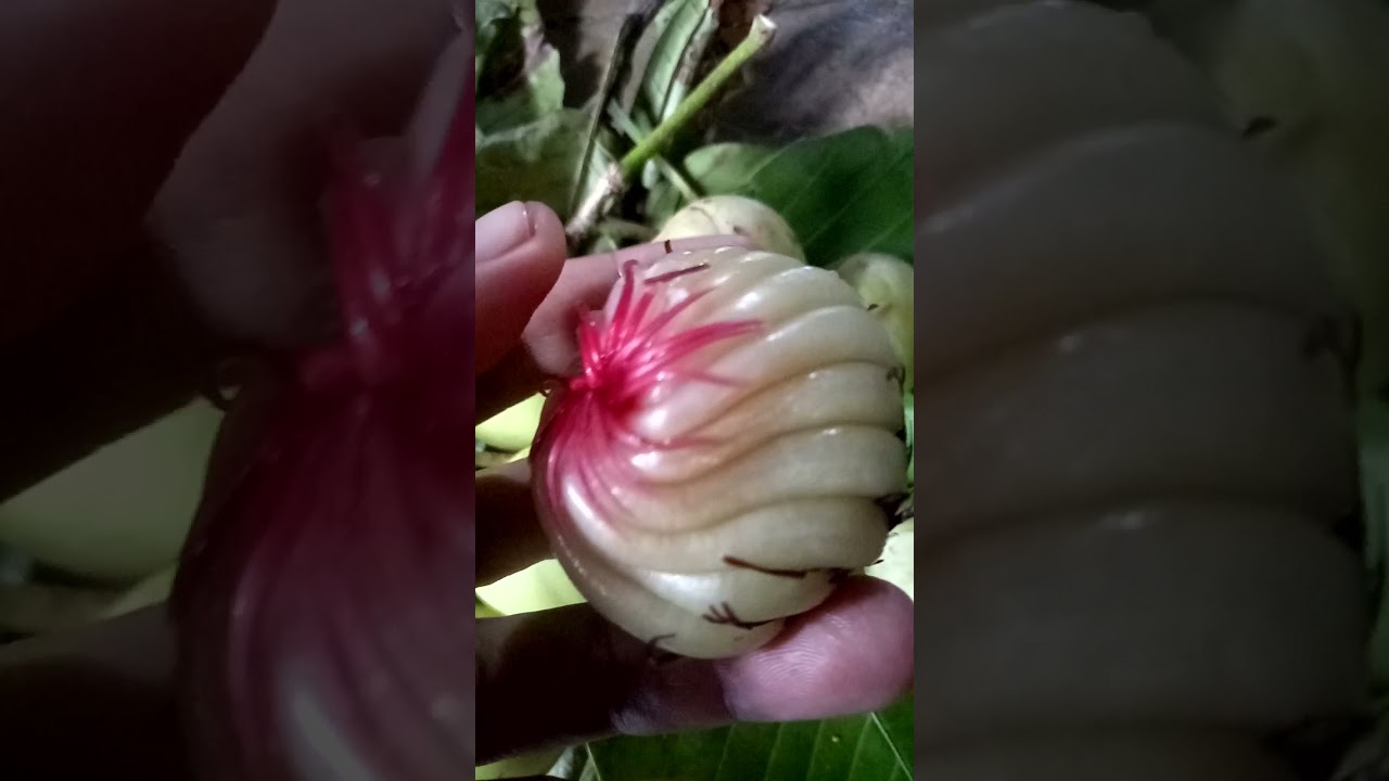 Katmon fruits/Dillenia Philippinensis#fruitlover #tradational # ...