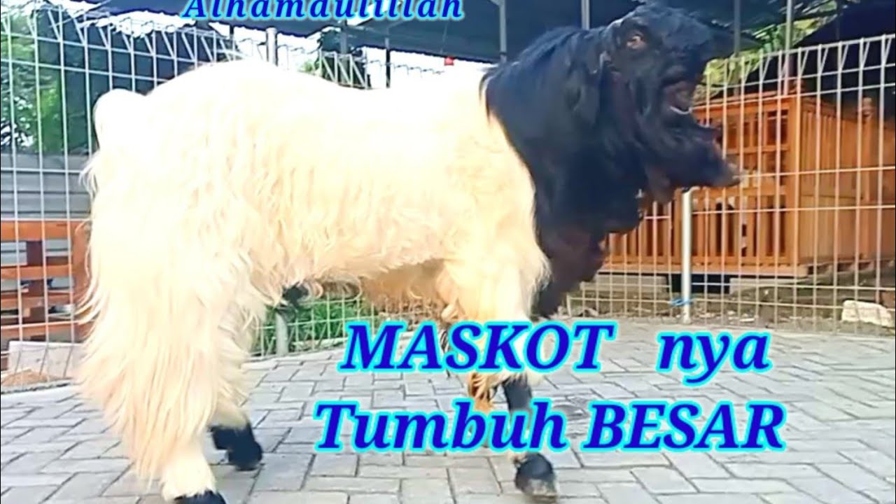 MASKOT KAMBING KONTES MAKIN BESAR,#etawakaligesing ,#kambingkontes ,# ...